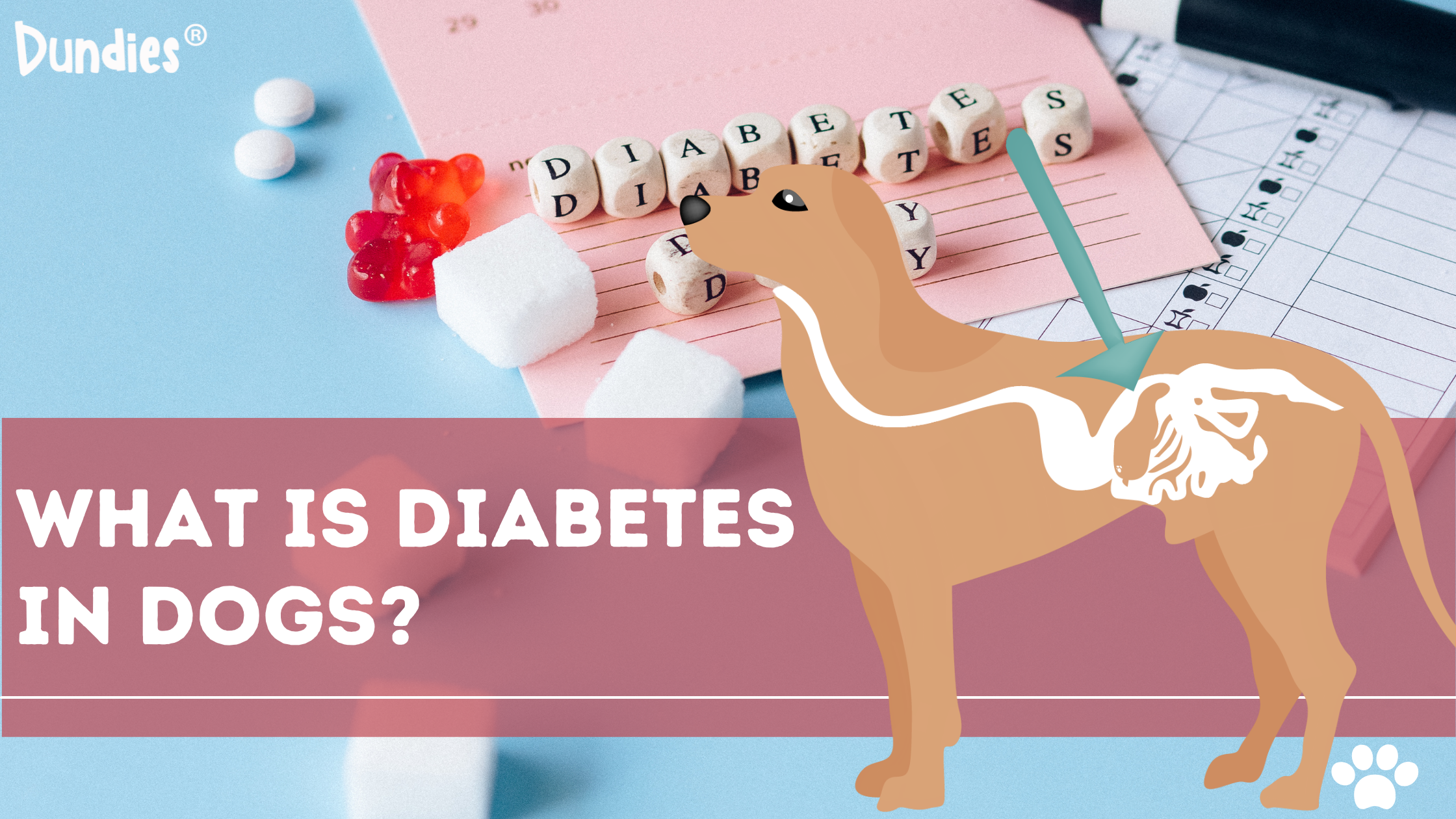 What is Diabetes in Dogs? - Dundies Pty Ltd