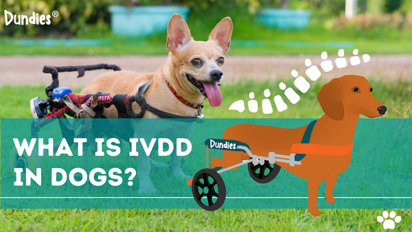 What is IVDD in Dogs? - Dundies Pty Ltd