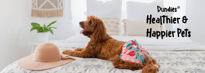 Dundies | Premium Reusable Dog Nappies